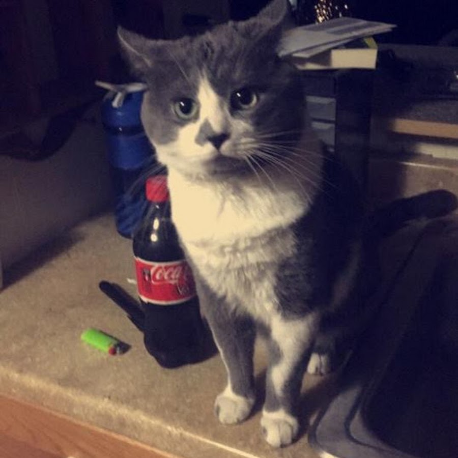 Greg The Cat - YouTube