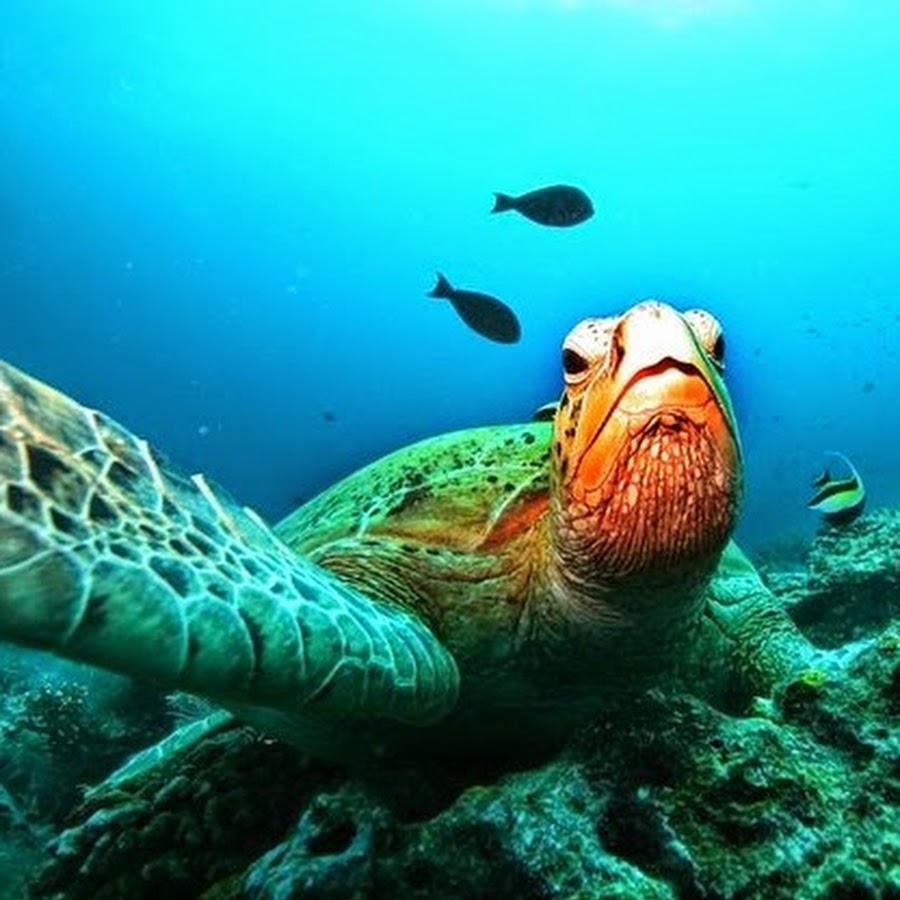 TURTLE BRAIN - YouTube