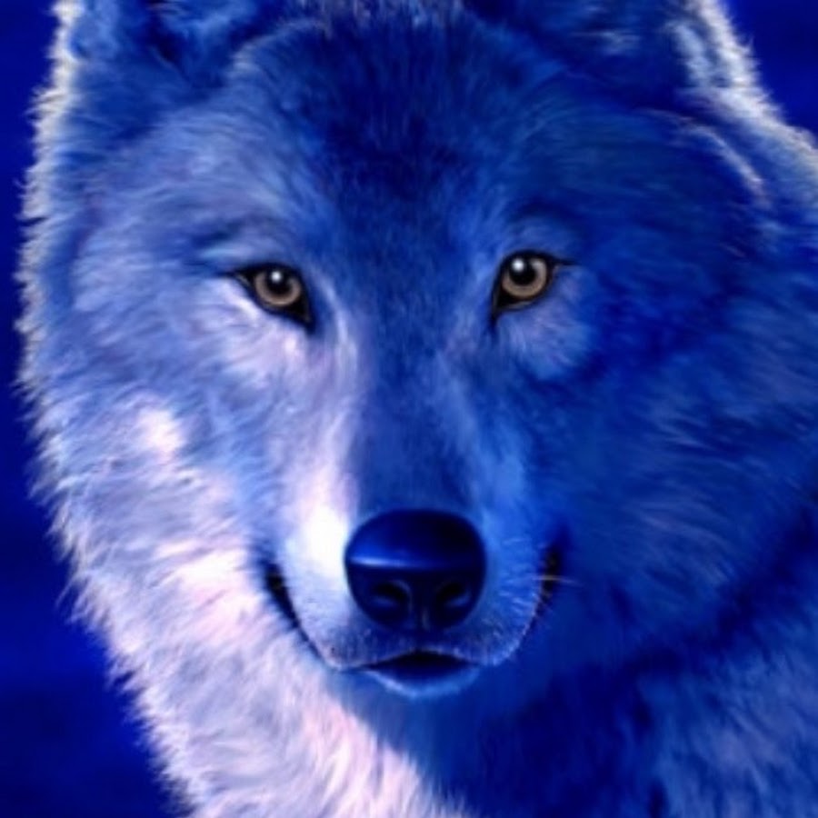 Bluewolf 13 - YouTube