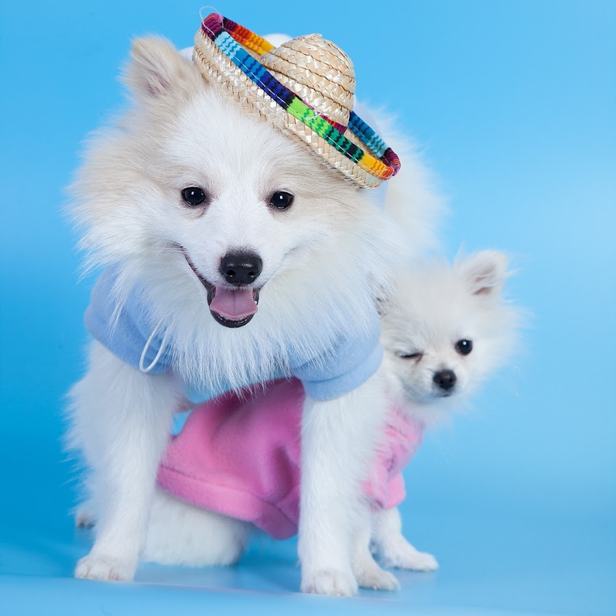 와우독 - 포메 스피츠 키우기 Pomeranian spitz Dog - YouTube