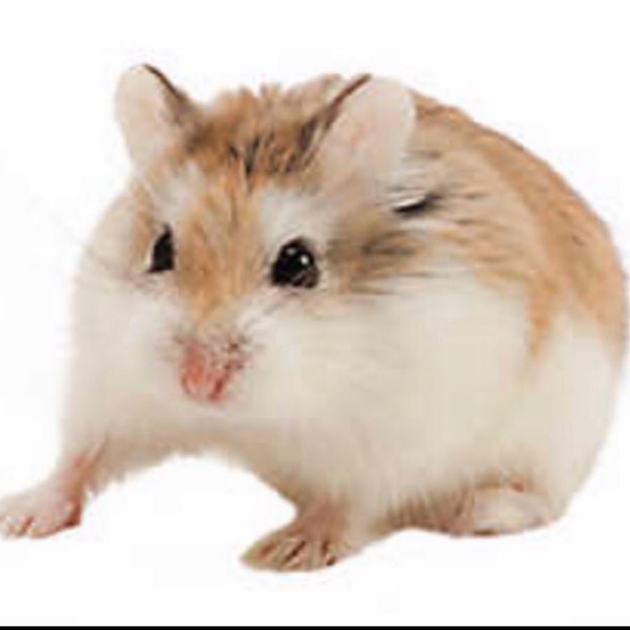 Hammy the Hamster - YouTube
