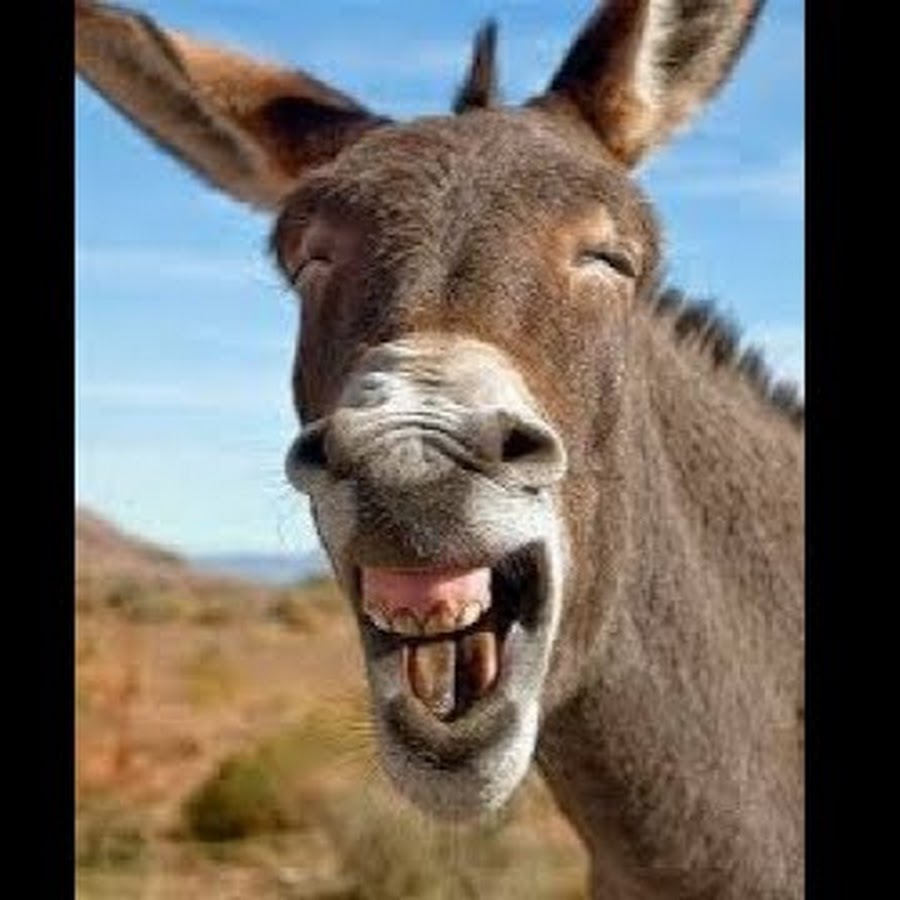 Videos para Rir - YouTube