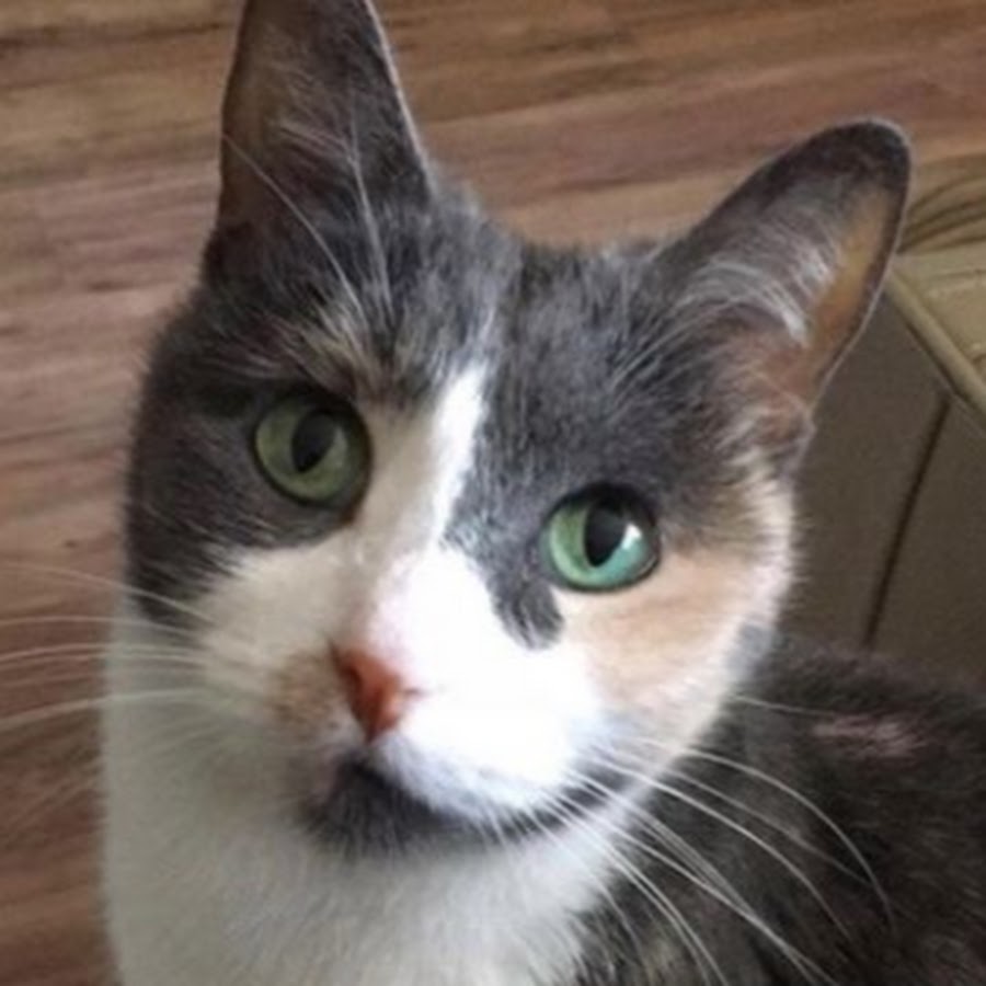 Cats React - YouTube