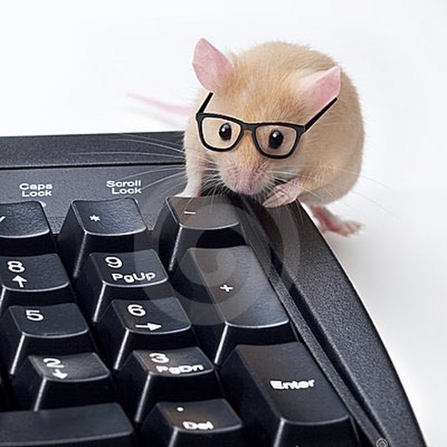 Die Computermaus - YouTube