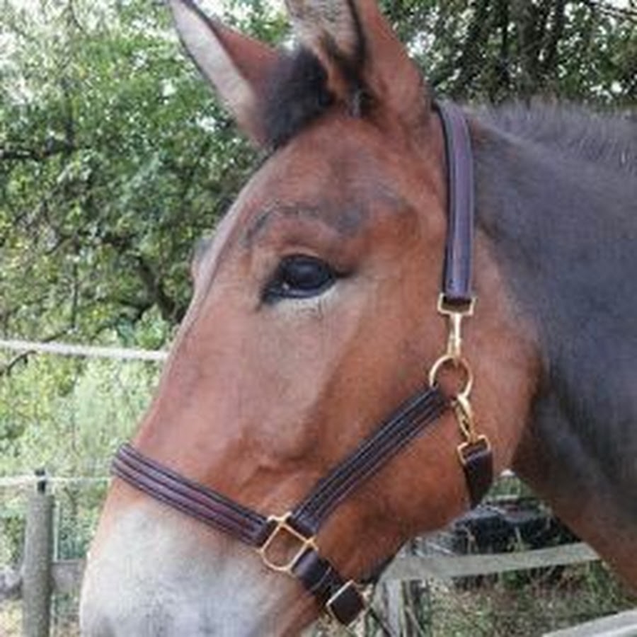 xhorseTheBest xhorseTheBest - YouTube