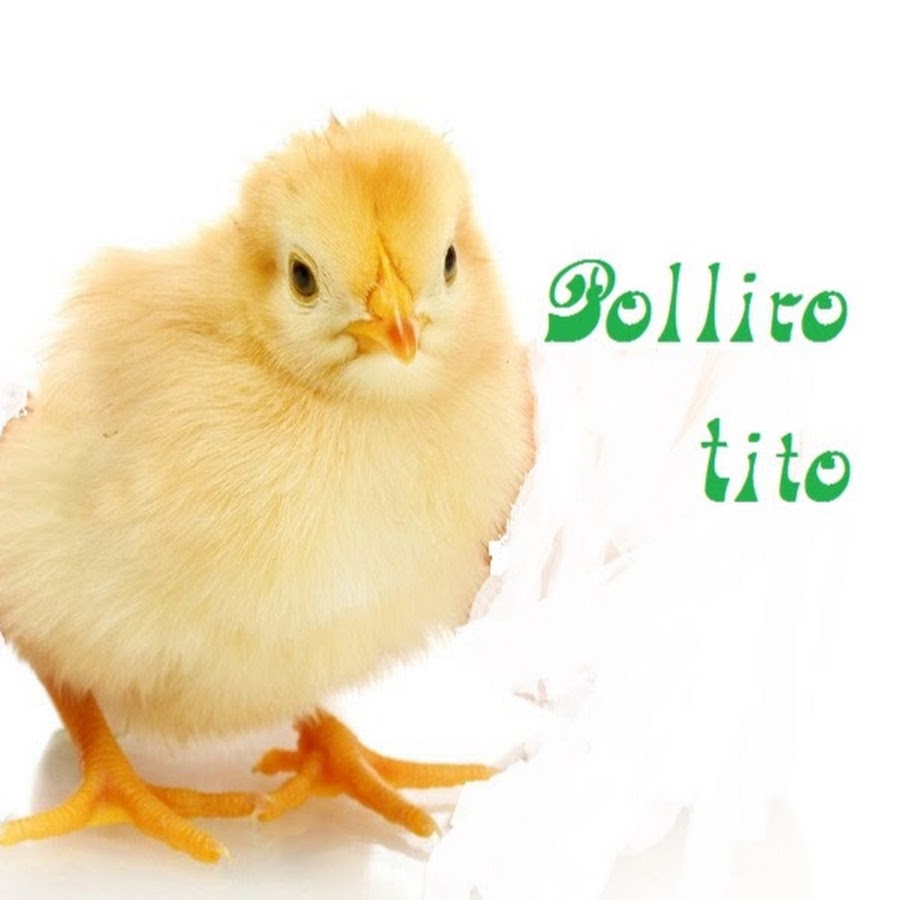Pollito Tito - YouTube