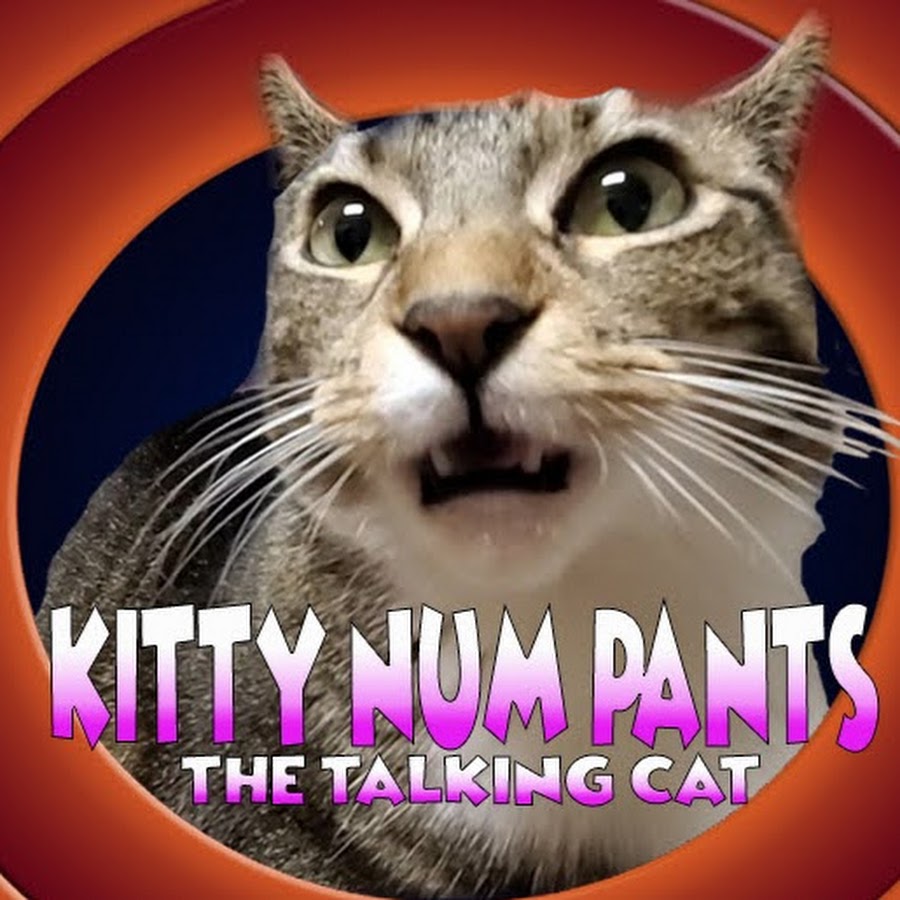 Kitty Num Pants The other talking cat - YouTube