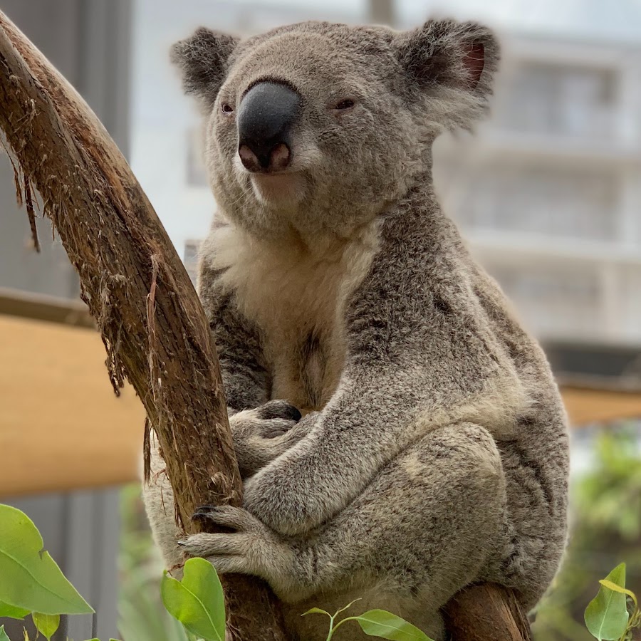 [Koala Family Story] 코알라 가족 이야기 - YouTube