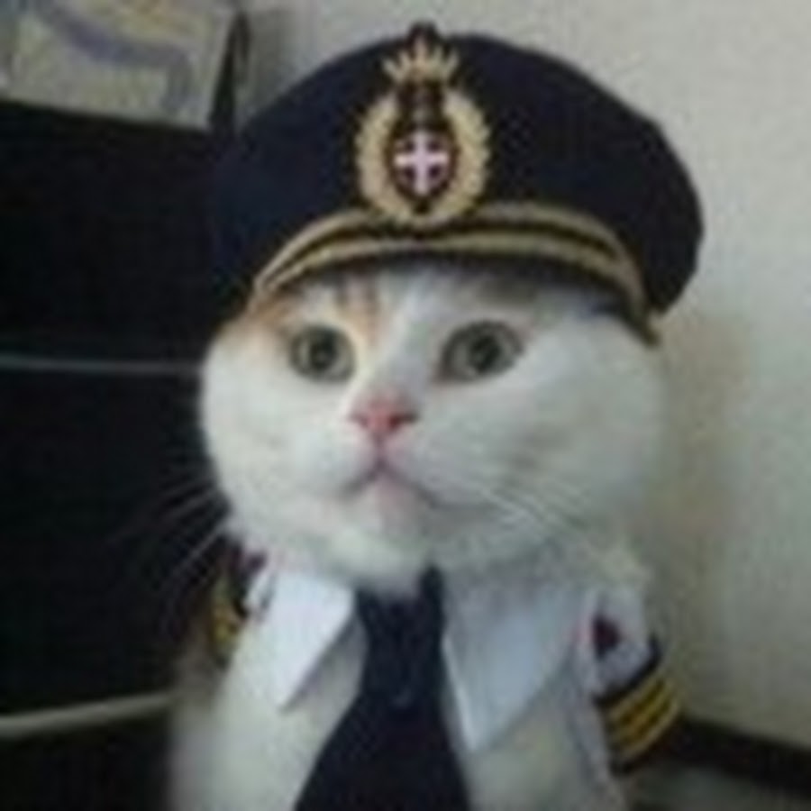 Admiral Cat - YouTube