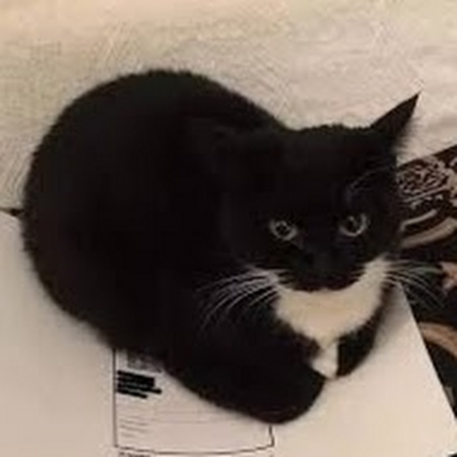 Nicky Case - YouTube