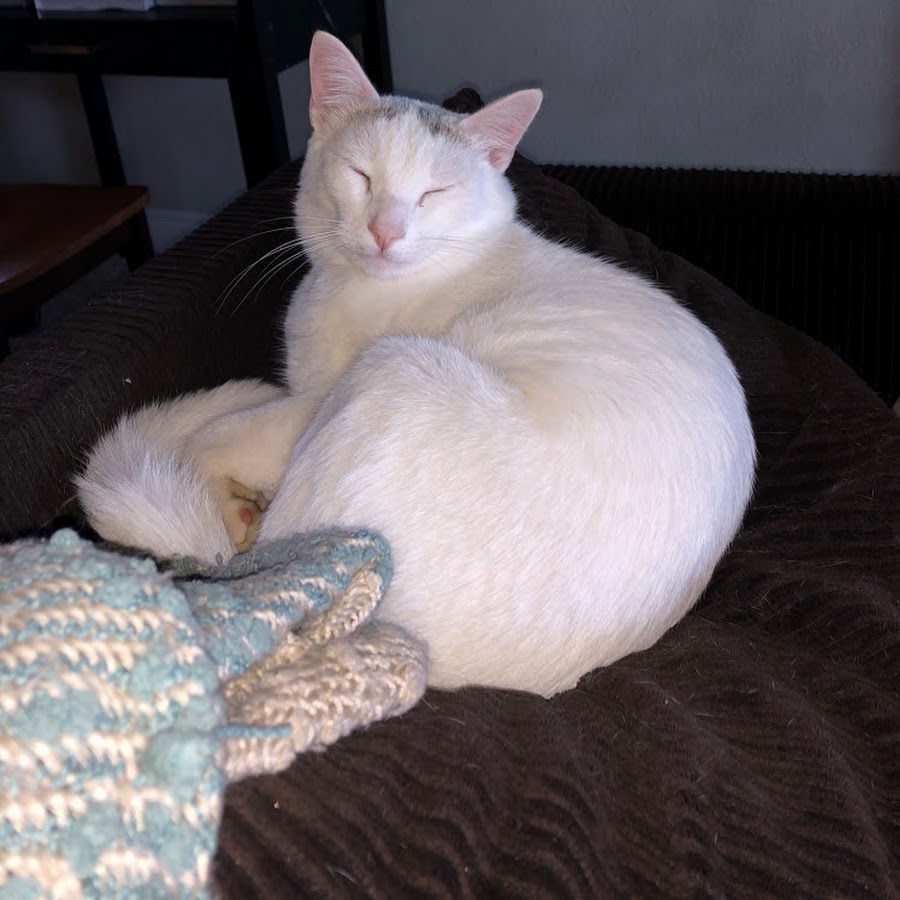 KittyKat ASMR - YouTube