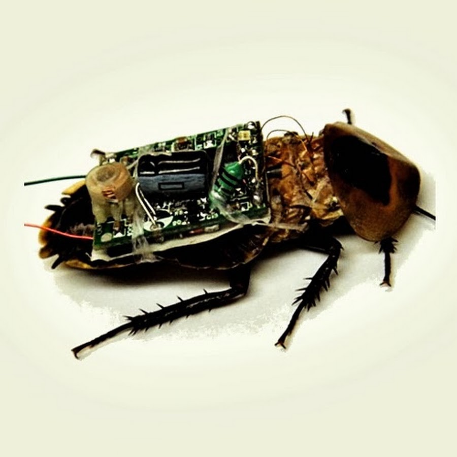Gregor Samsa - YouTube