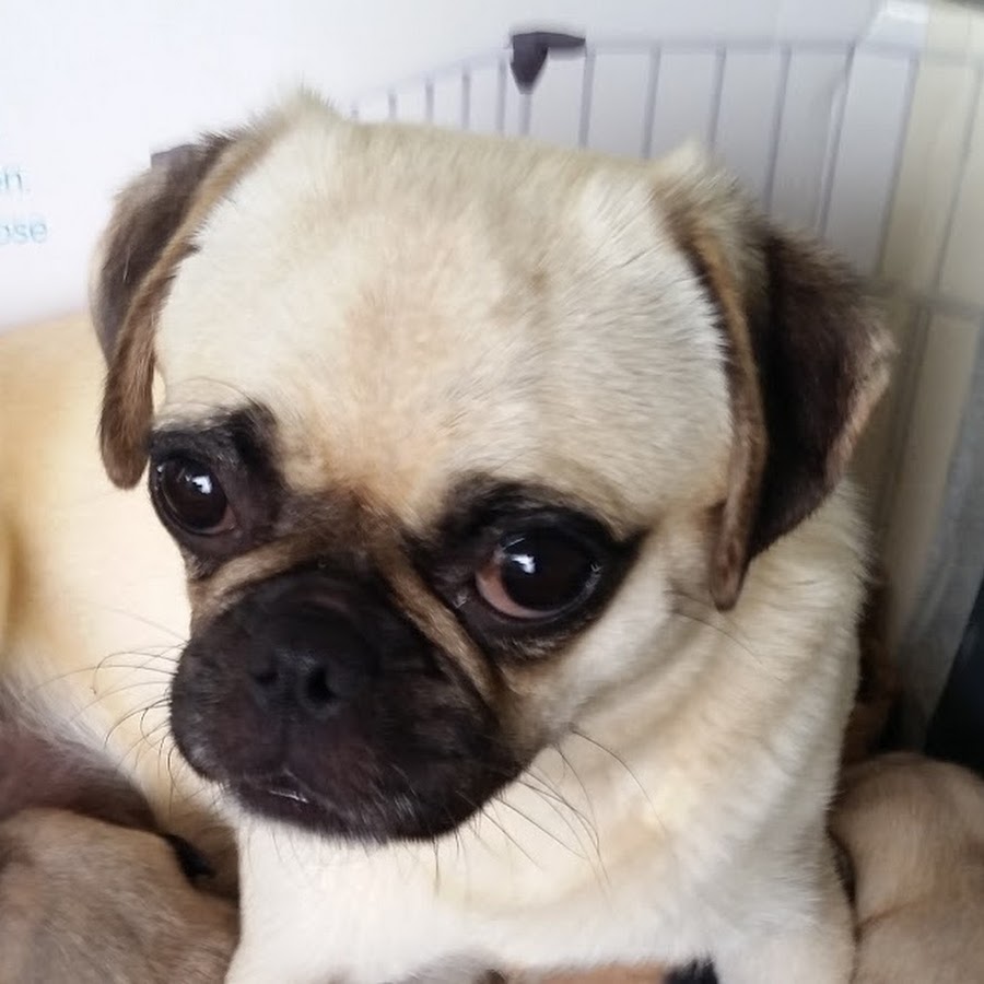 Pugsley Pugs - YouTube