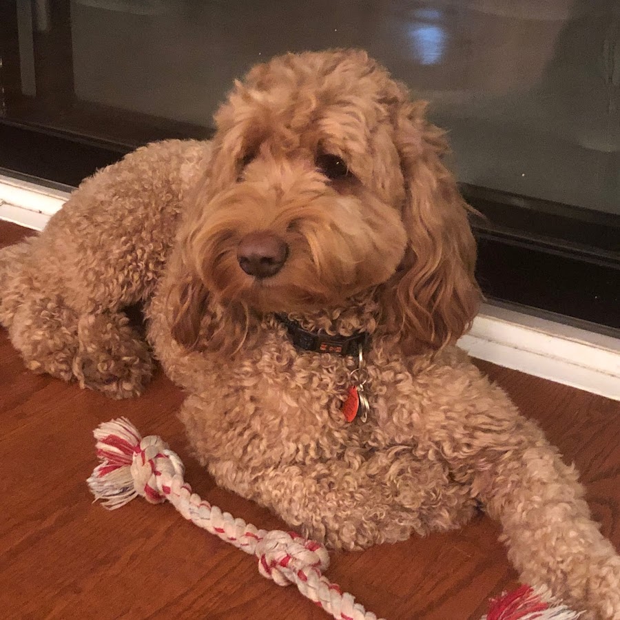 Murphy The dog - YouTube