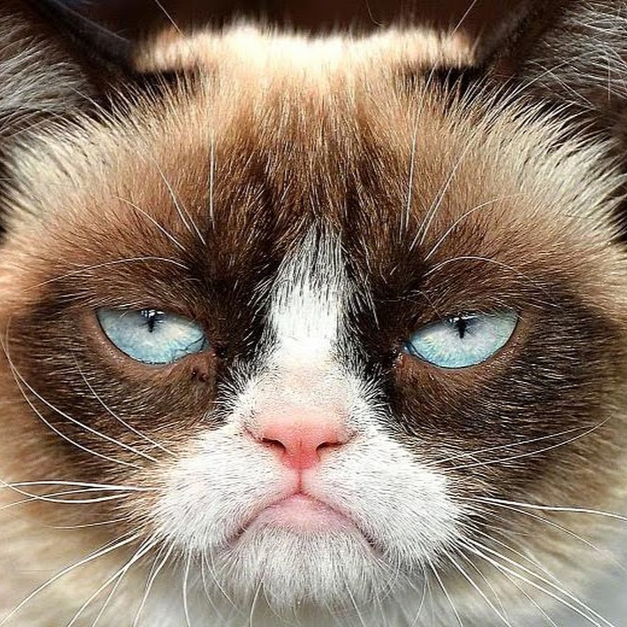 Boring Cat - YouTube