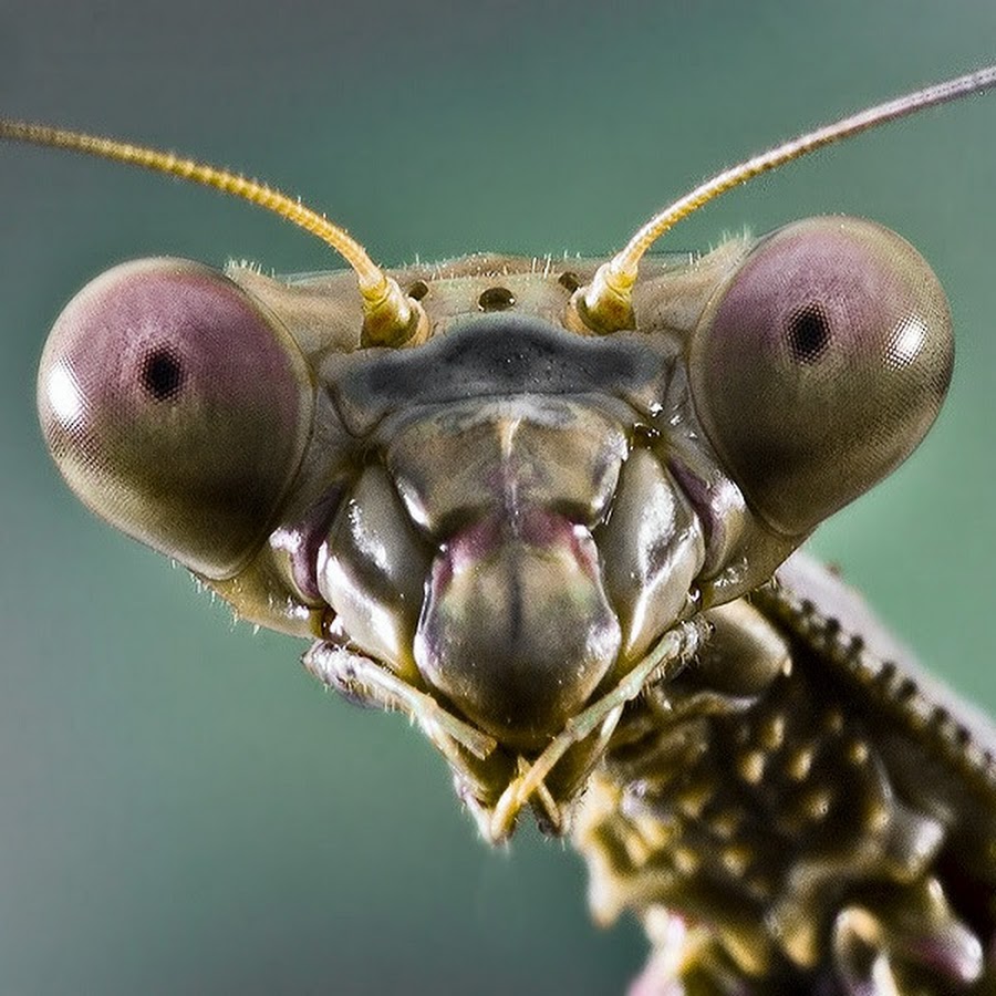 Flying Mantis - YouTube