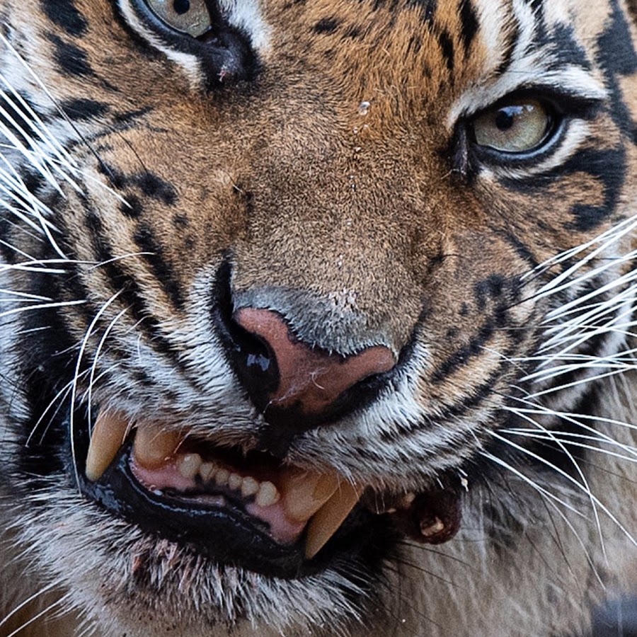 Tima Chechen Wolf - YouTube