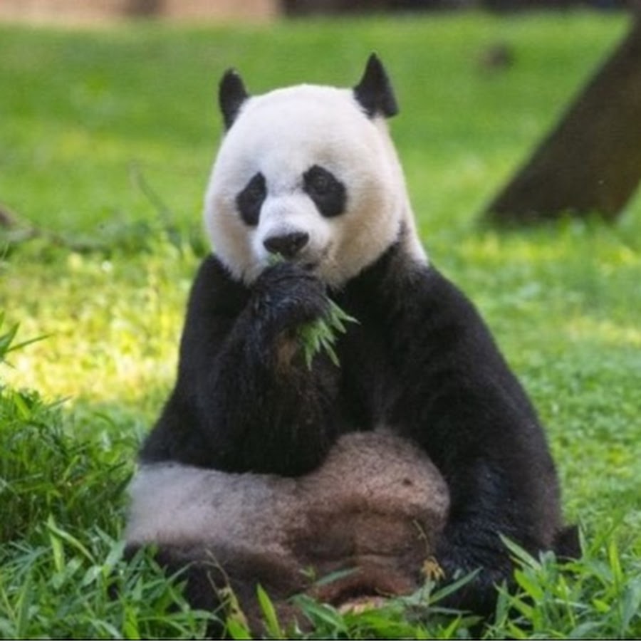 pickle Panda - YouTube