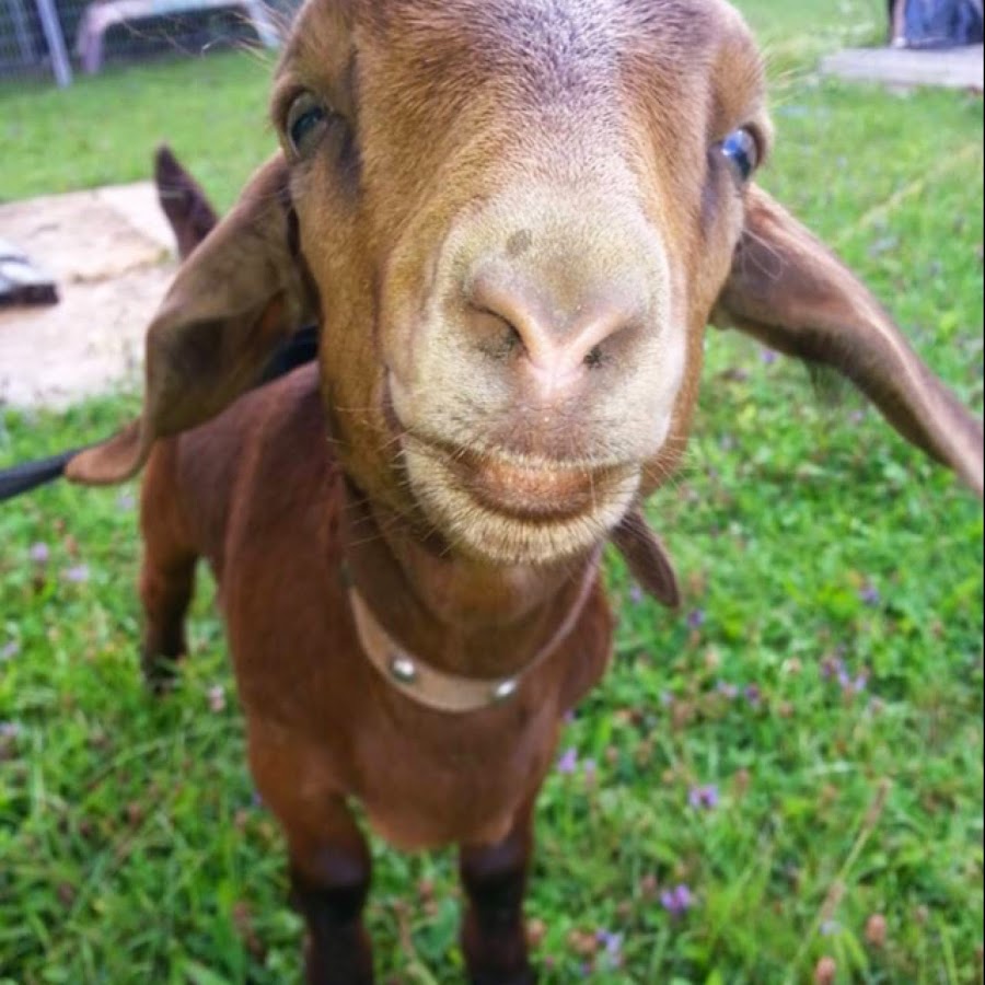 Charlie The Goat - YouTube