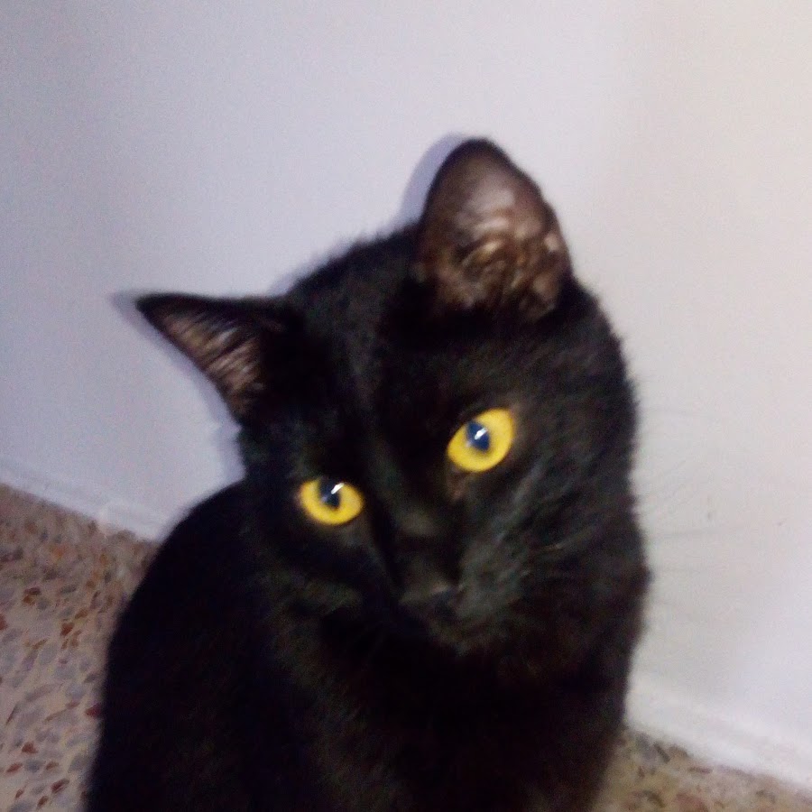 Binx the cat - YouTube