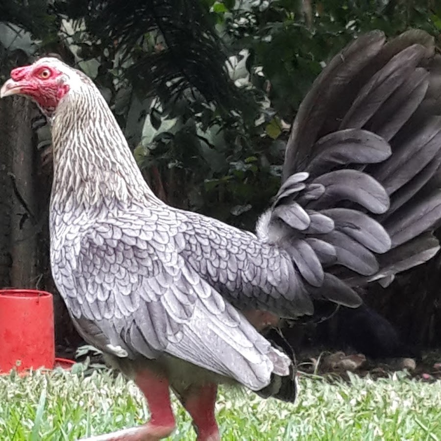 Gallos CRIADERO MAMALENA - YouTube