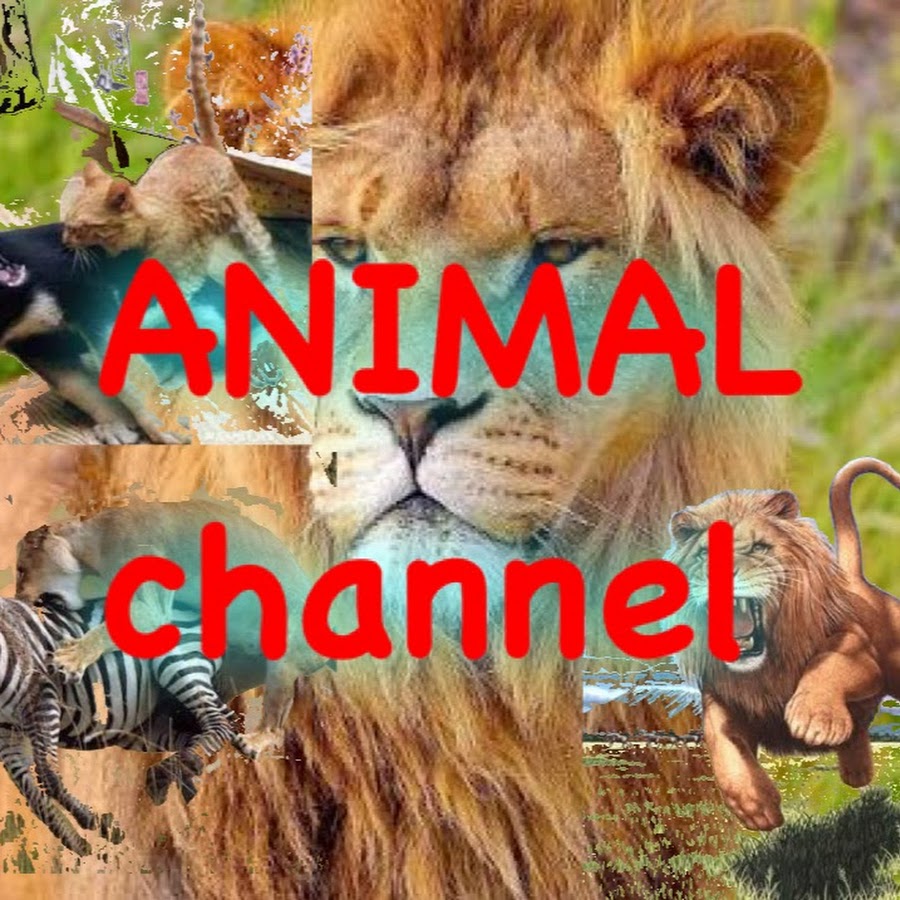 animal ch - YouTube