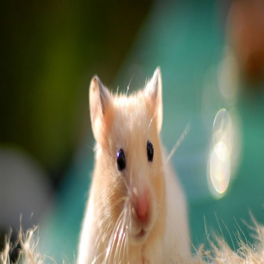 eryk homik - YouTube