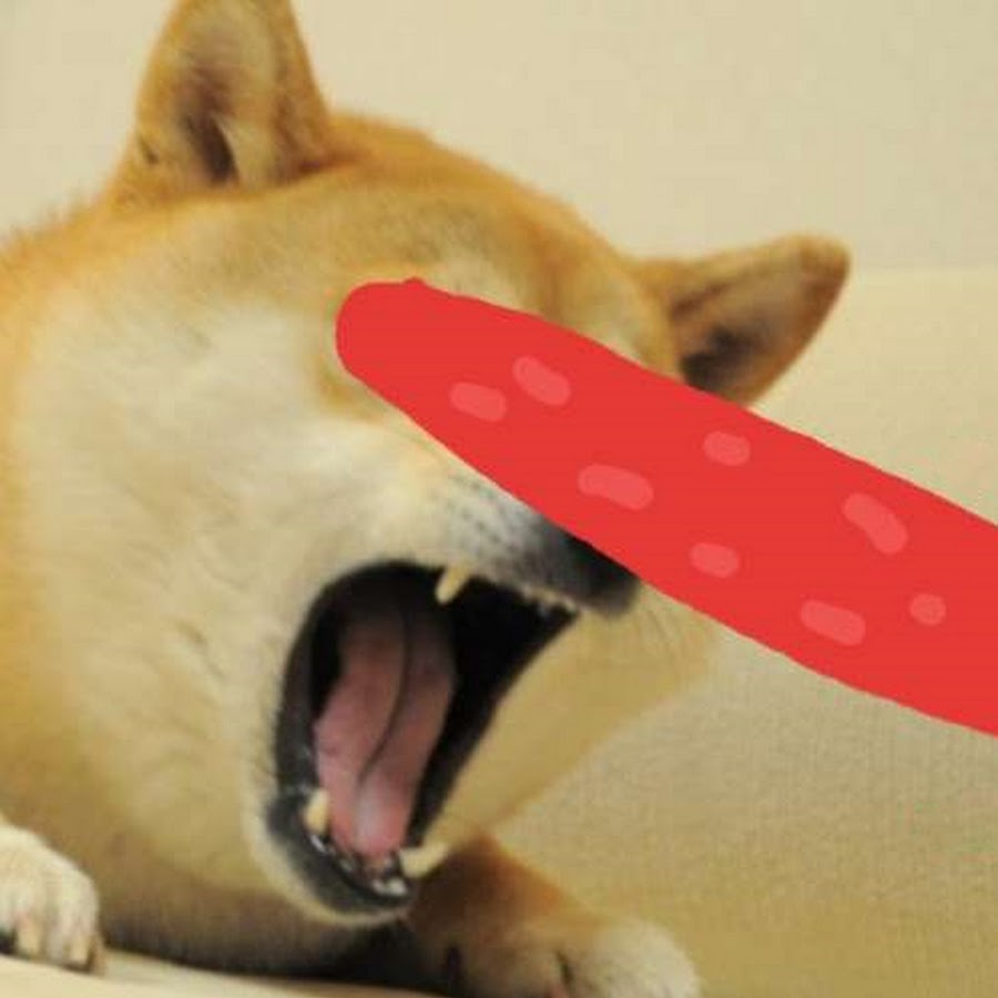 THE REAL DOGE - YouTube