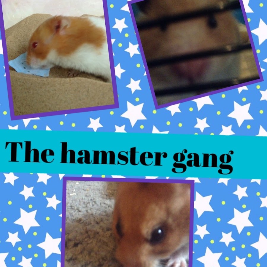 The Hamster Gang - YouTube