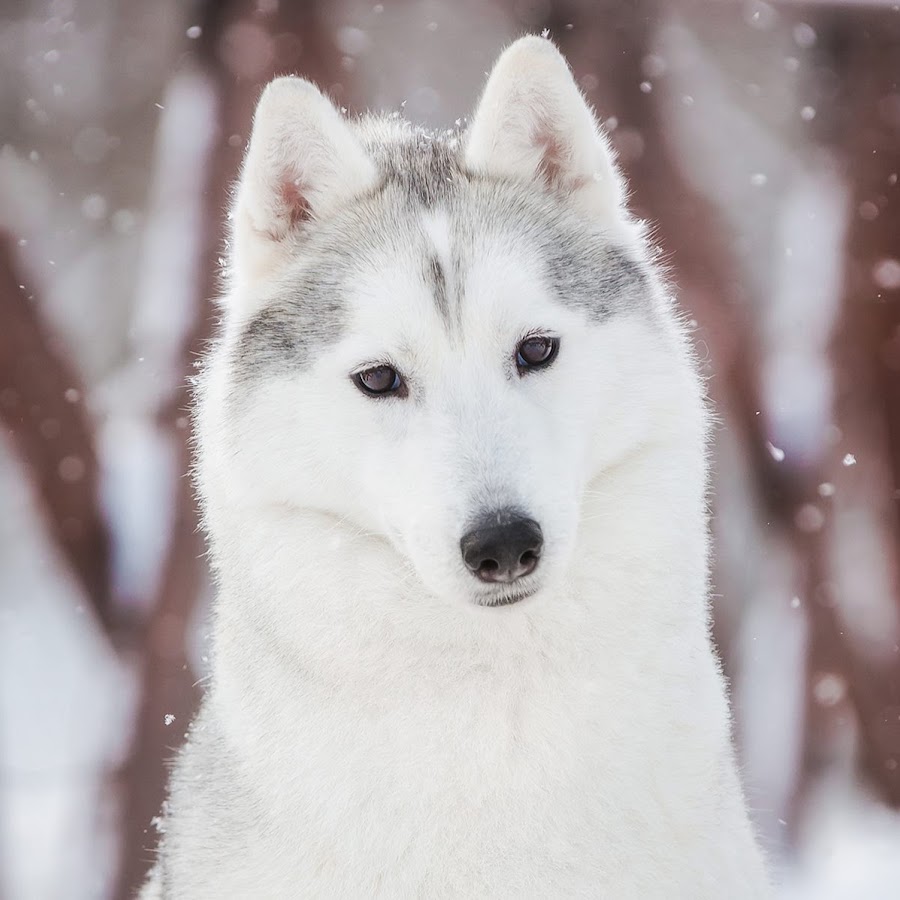 Siberian Husky - YouTube