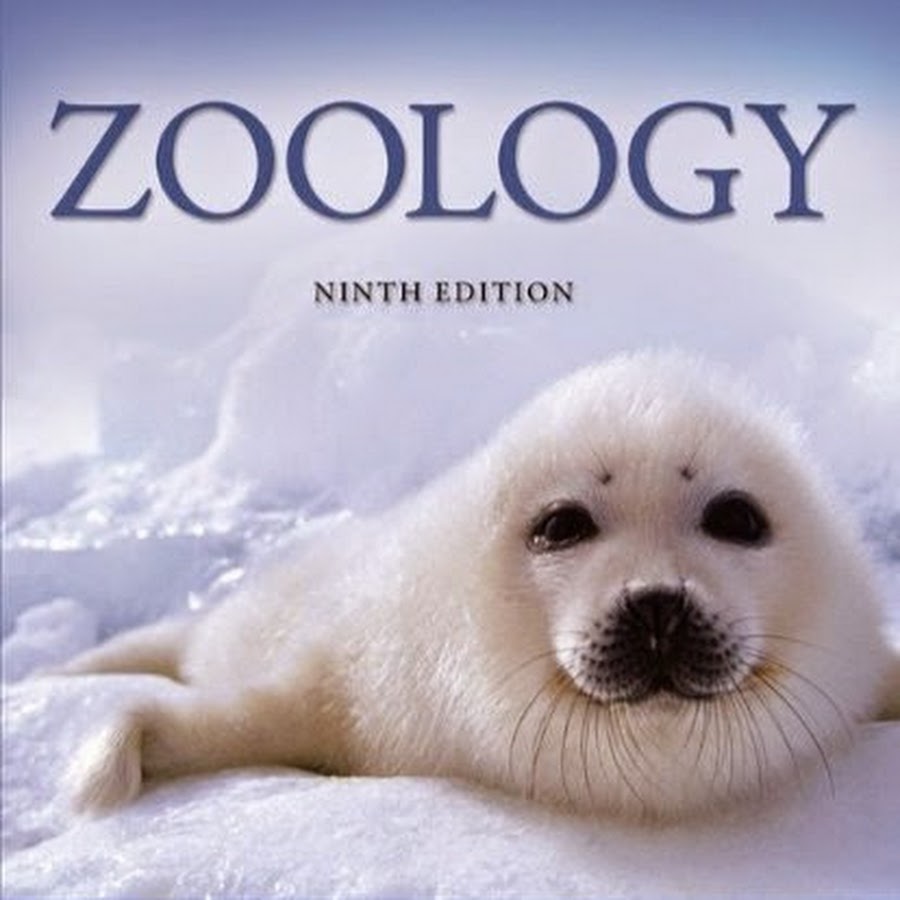 Zoology YouTube
