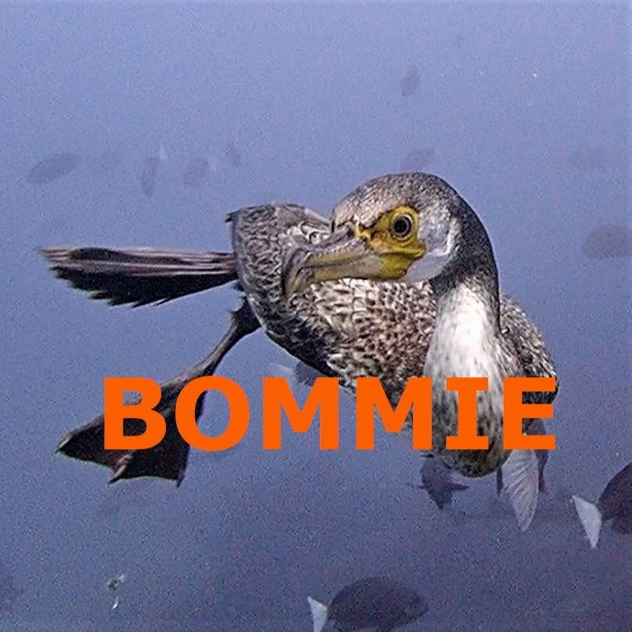 BOMMIE - YouTube