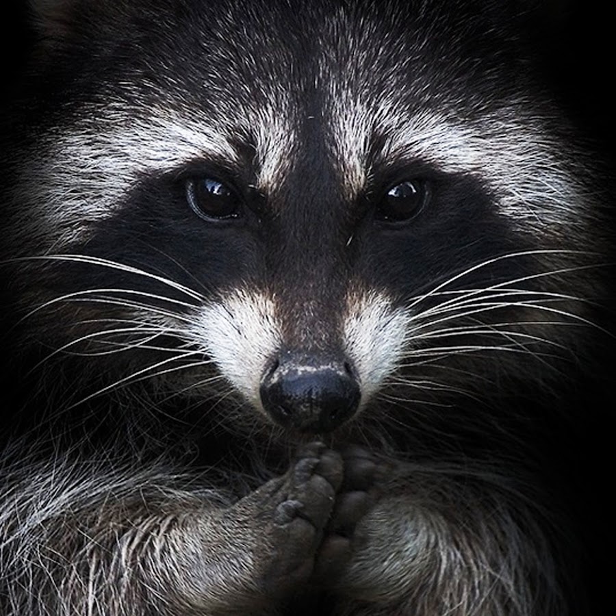 Enot Gugenot - YouTube