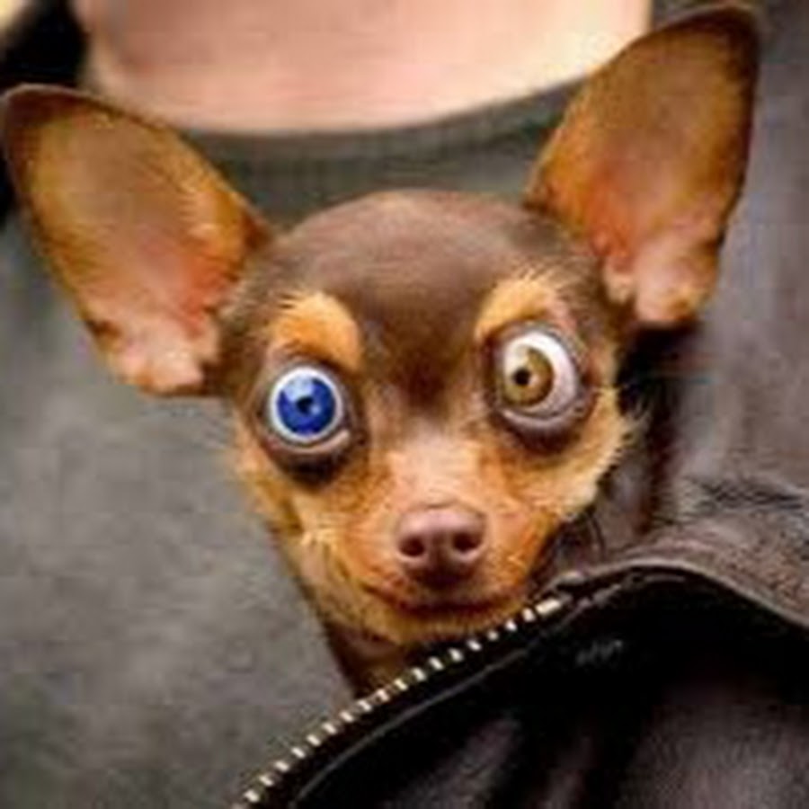 animales comicos - YouTube