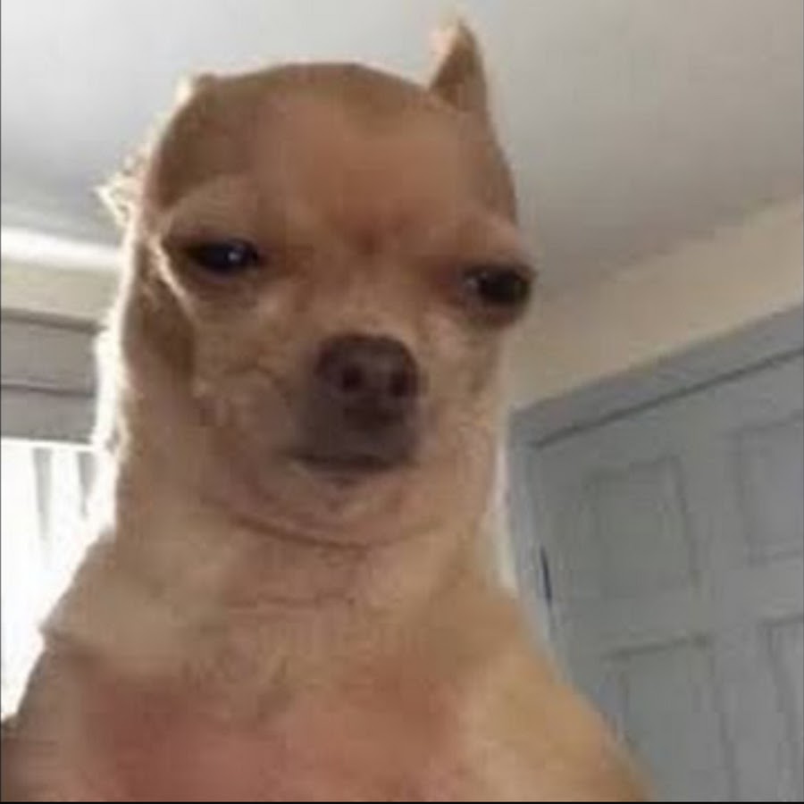 Confused Doggo - YouTube