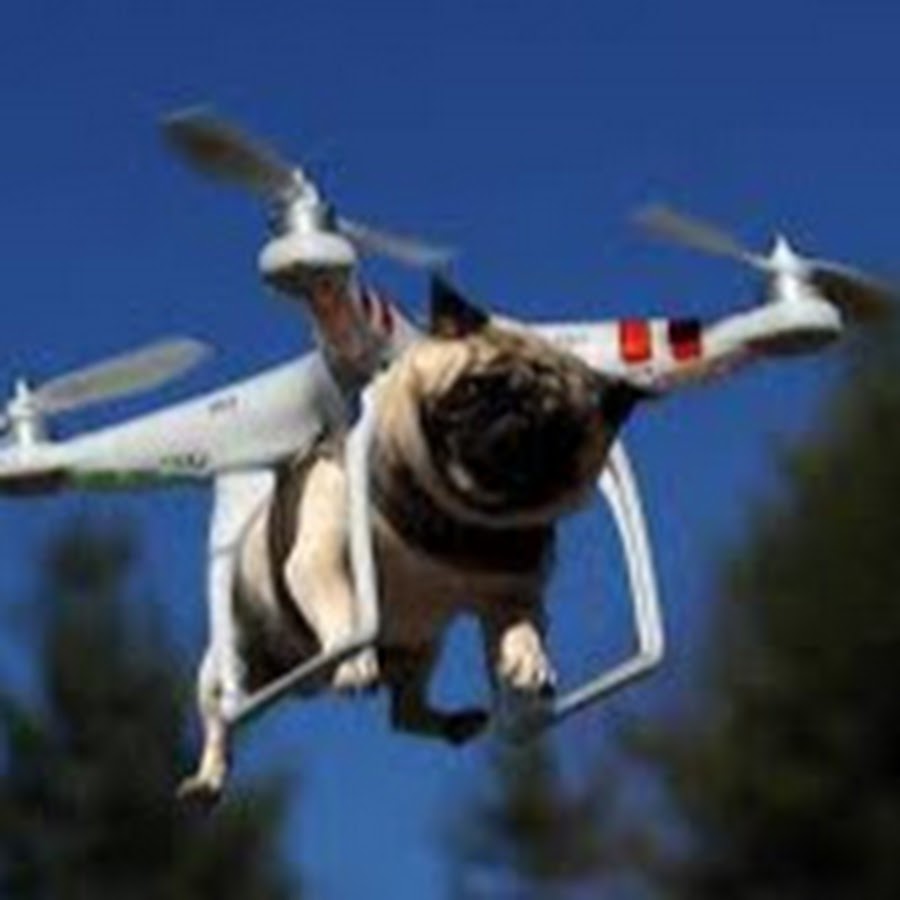 military pug - YouTube