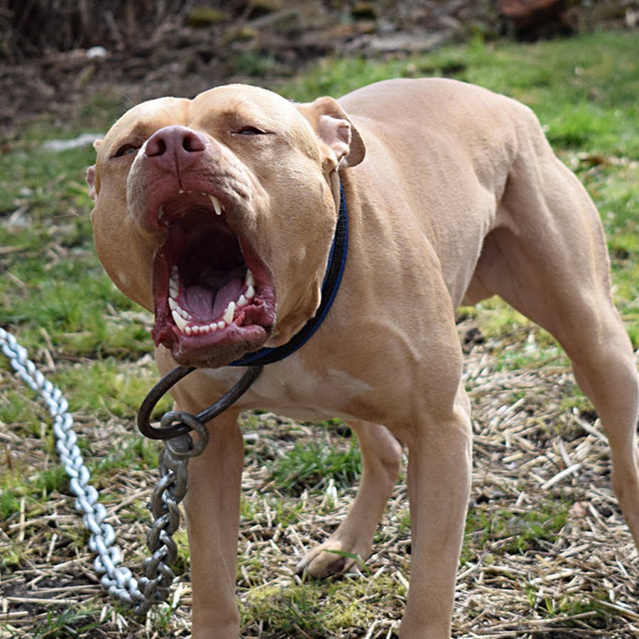 APBT BULLDOGS - YouTube