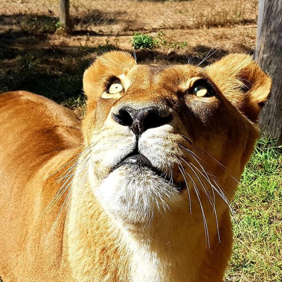 Twala Trust Animal Sanctuary - YouTube