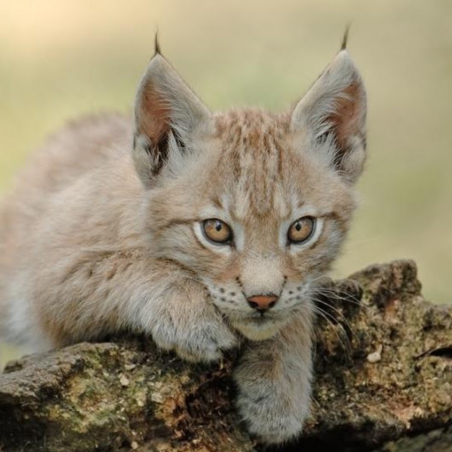 Little Lynx - YouTube