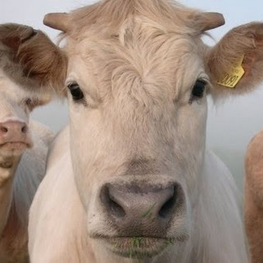 falling cows - YouTube