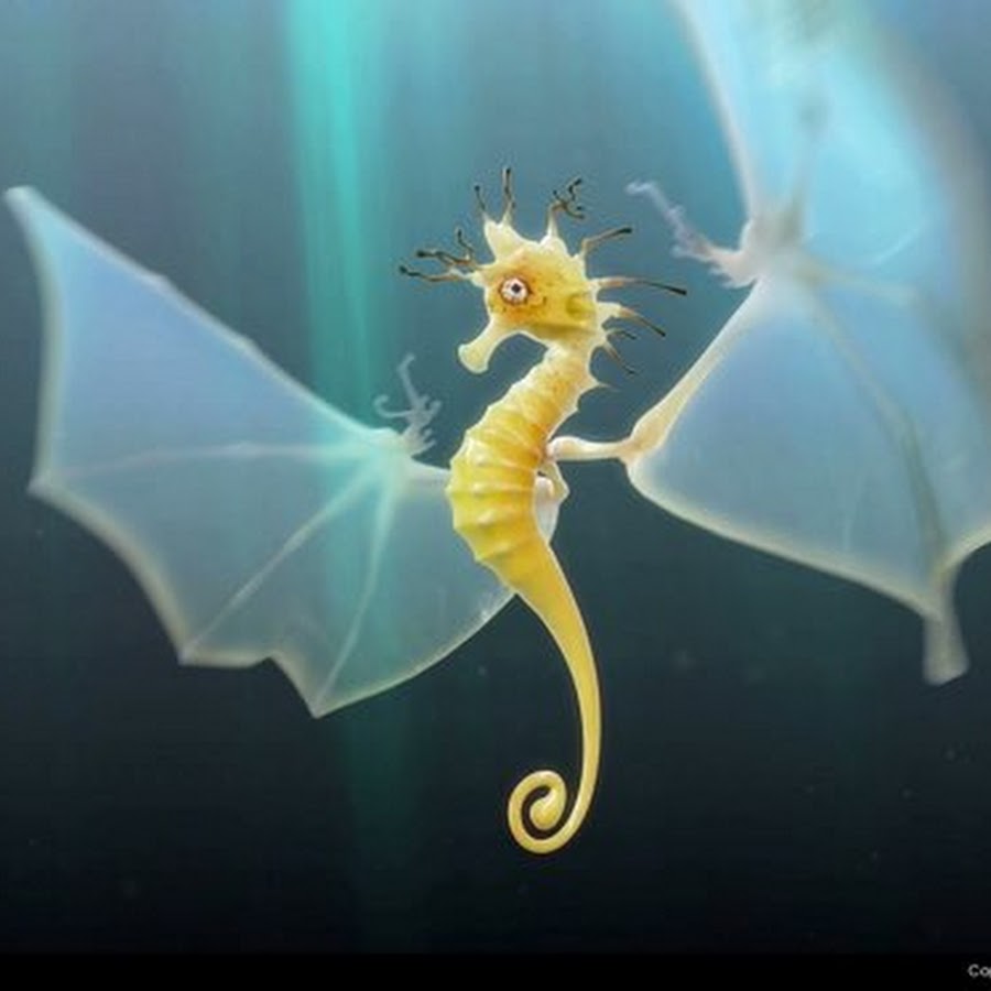 Flying Seahorse Gaming - YouTube