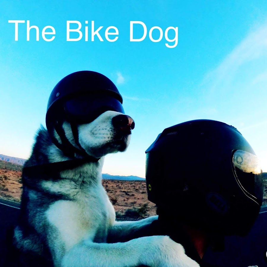 The Bike Dog - YouTube