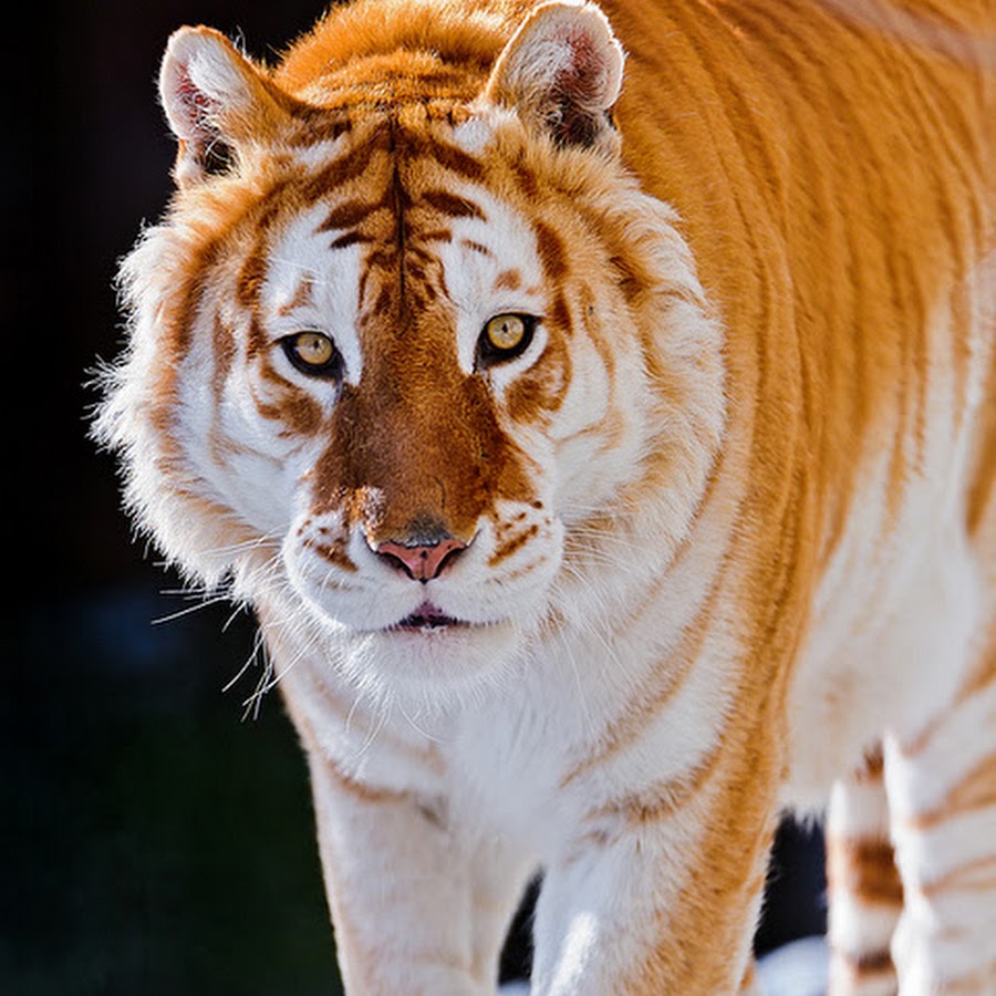 GOLDEN TIGER - YouTube