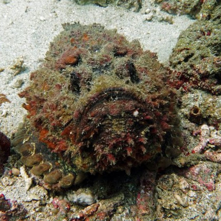 LordStonefish SCP - YouTube