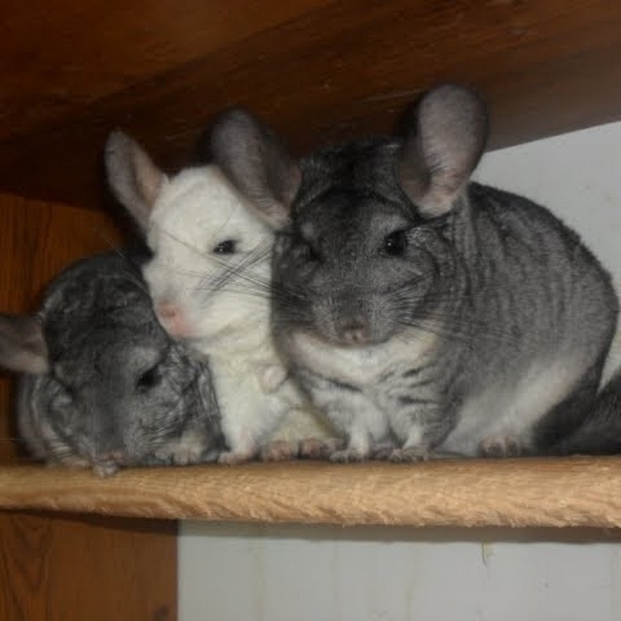 Chinchillasfamily - YouTube