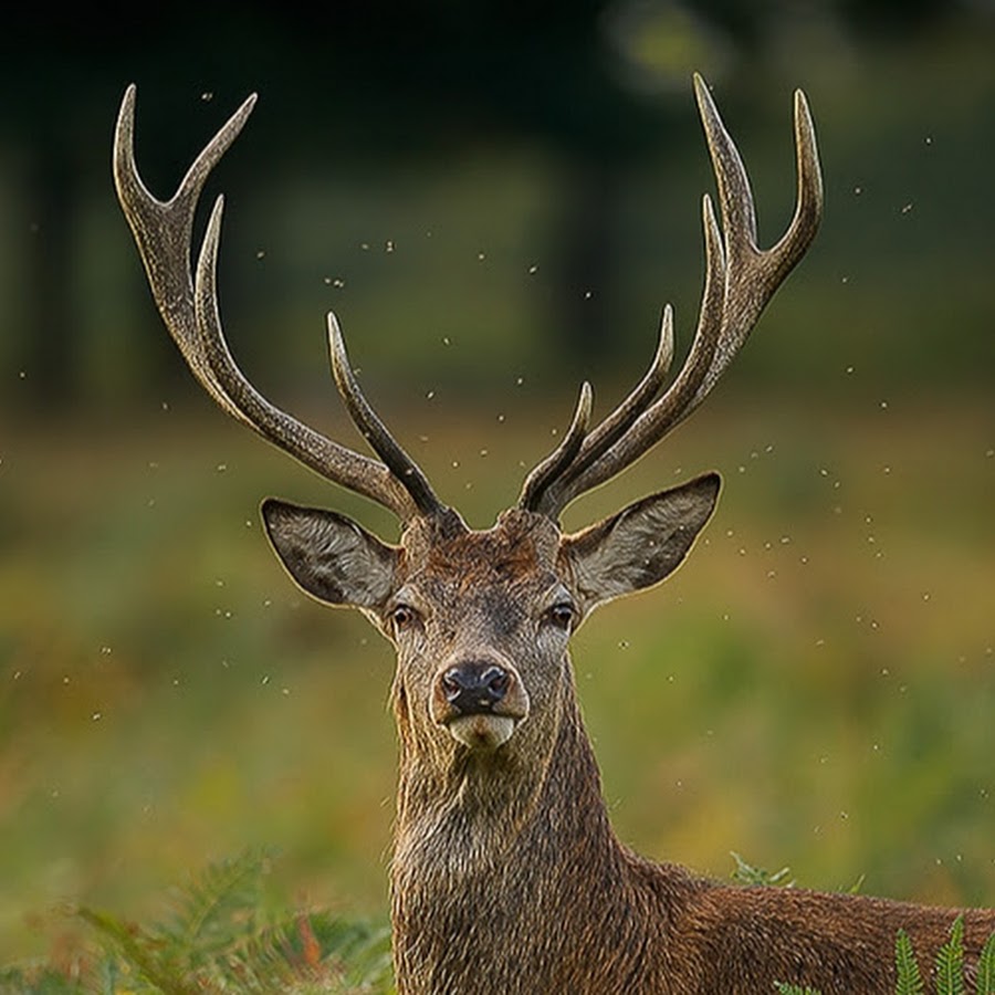 Venado Stock - YouTube