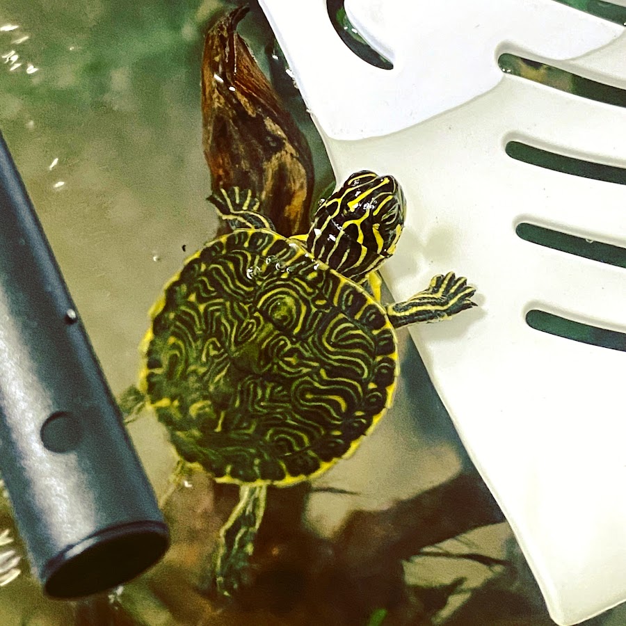 내이름은벤자민 Benjamin the Turtle - YouTube