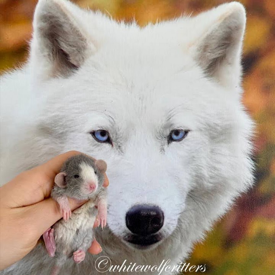 White Wolf Critters - YouTube