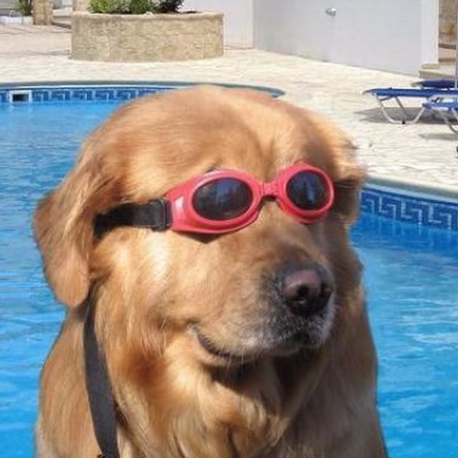 Water Doggo - YouTube