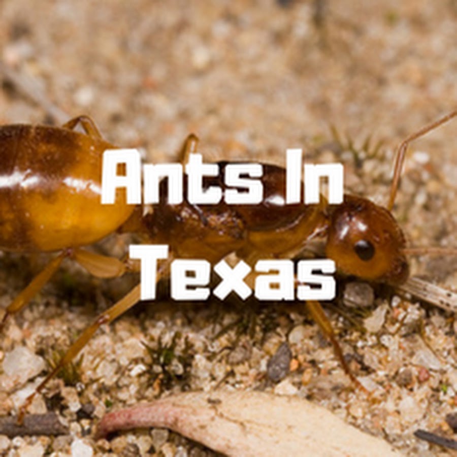 Ants In Texas - YouTube